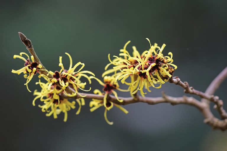 A Witch Hazel Winter - Estuary Magazine: For people who care about the ...