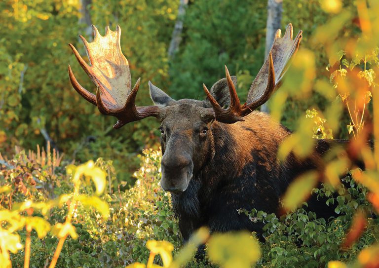 Moose - Estuary Magazine: For people who care about the Connecticut River