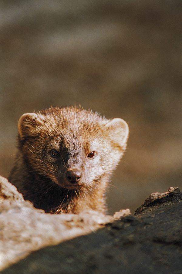 Following the Fishers in Connecticut - Estuary Magazine: For people who ...