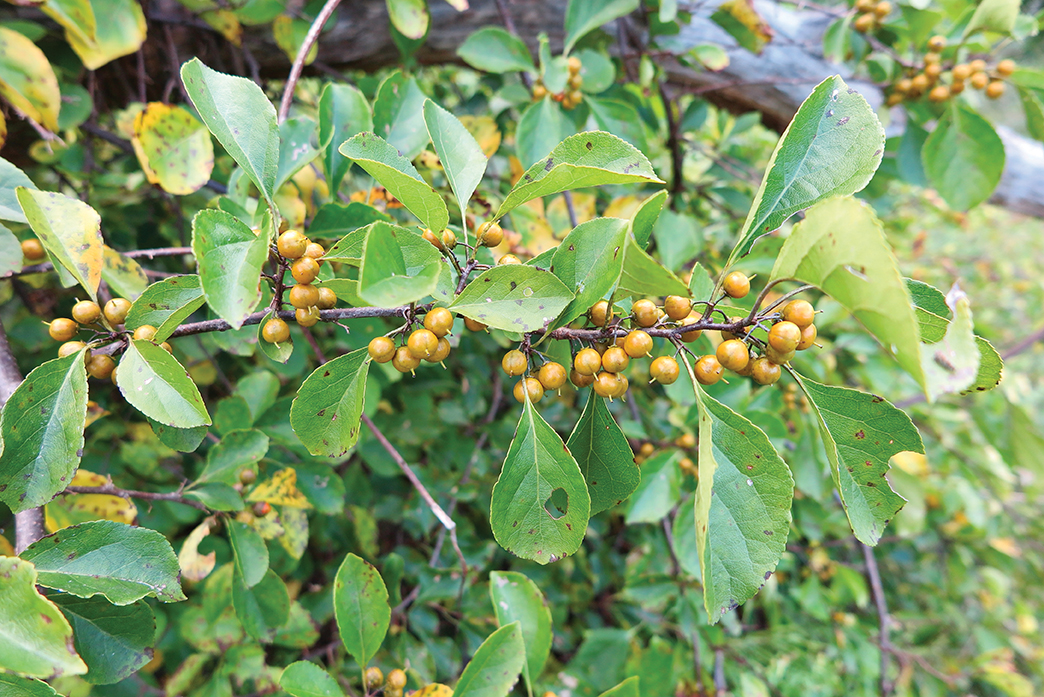 Invasive Plants – Oriental Bittersweet | Estuary Magazine: For people ...