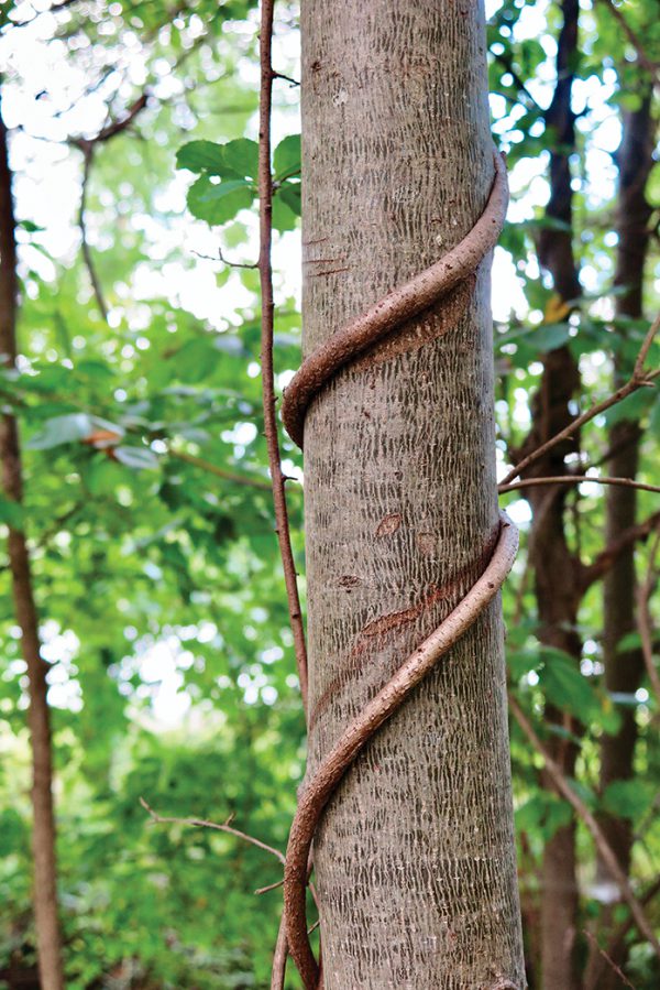 Invasive Plants – Oriental Bittersweet | Estuary Magazine: For people ...