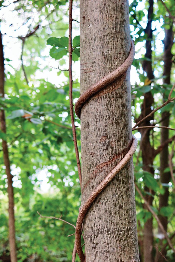 Invasive Plants – Oriental Bittersweet | Estuary Magazine: For people ...