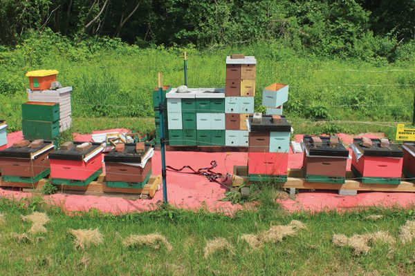 Organic Bounty from Windsor Soils - Estuary Magazine: For people who ...