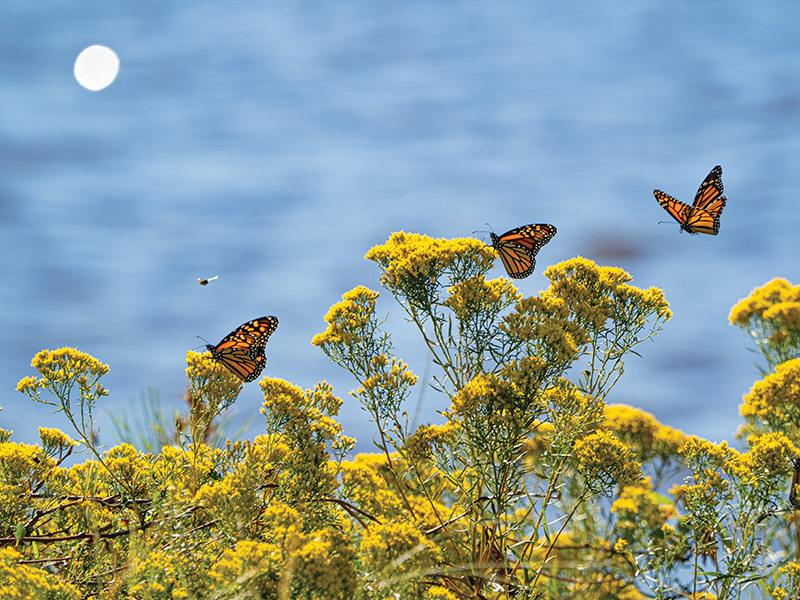 Monarch Butterflies Summer in New England - Estuary Magazine: For ...