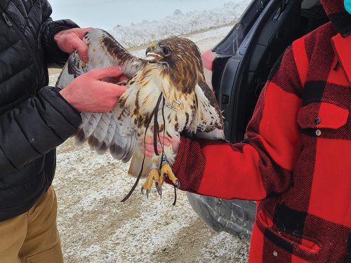 Wildlife Wonders- Soaring with Red-Tailed Hawks - Estuary Magazine: For ...