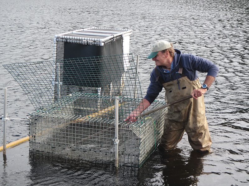 Below the Surface- The "Silver" Eel - Estuary Magazine: For people who ...