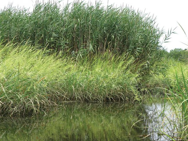 Invasive Plants- Phragmites - Estuary Magazine: For people who care ...