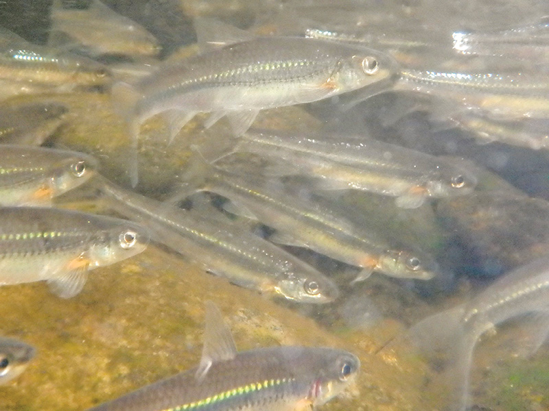 Below the Surface- Behold the Mighty Minnow - Estuary Magazine: For ...