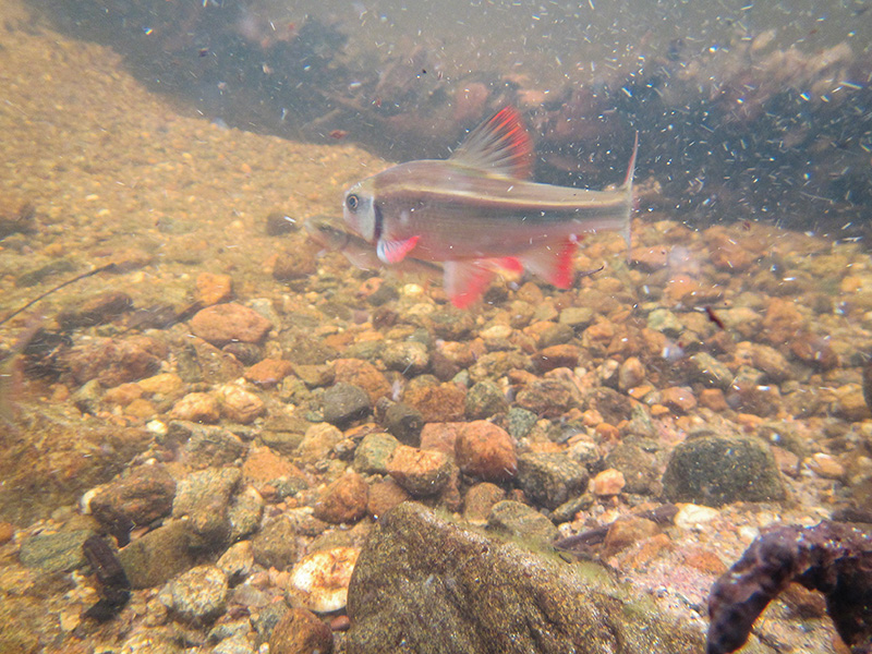 Below the Surface- Behold the Mighty Minnow - Estuary Magazine: For ...
