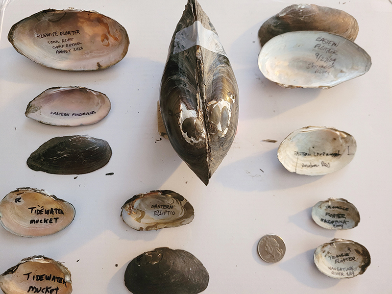 Below the Surface- Rivers Have Mussels, Too! - Estuary Magazine: For ...